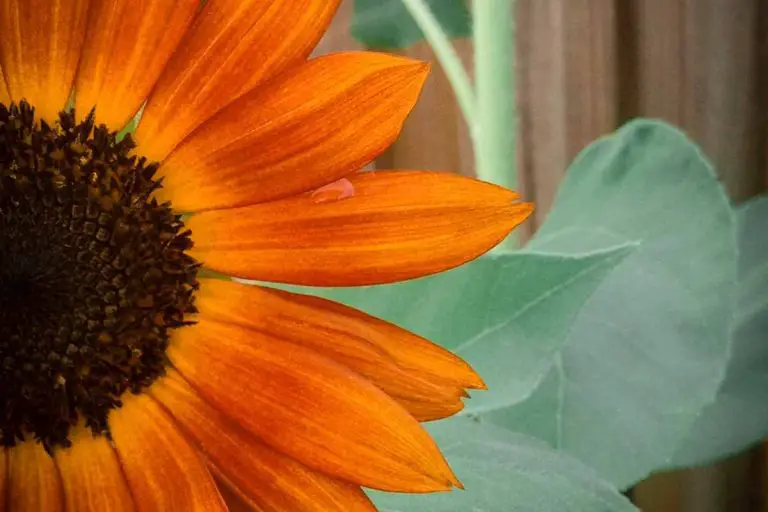 A Guide to The 25 Best Colors That Go With Burnt Orange